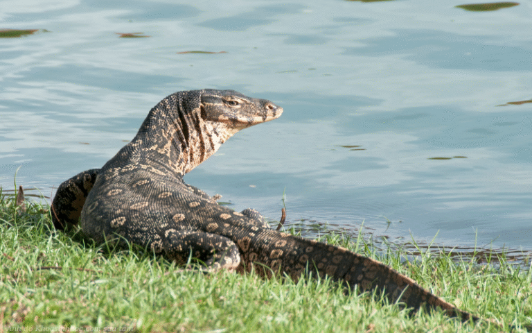Con kỳ đà là con gì? Hé lộ sự thật về loài bò sát quý hiếm